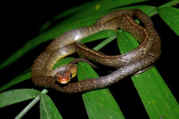 cobra_cipó (Small) – Jaguaripe